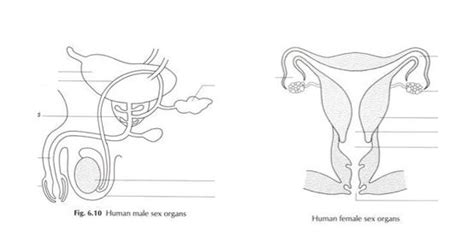 The Reproductive System Diagram Quizlet