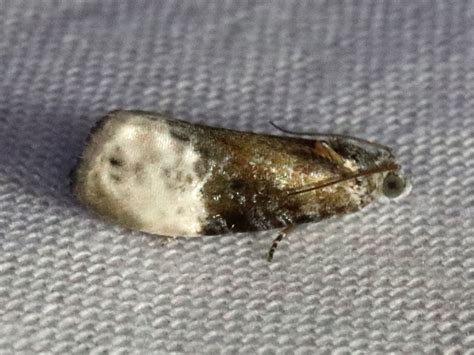 Hedya Auricristana