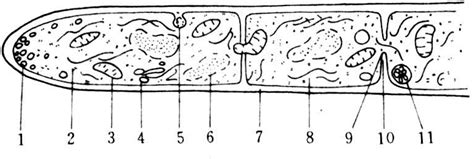真菌细胞结构 智汇三农