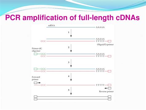 Ppt Dna Synthesis And Amplification Methods Explained Powerpoint