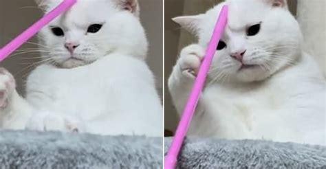 손이 아니라 막대기로 자기 머리 쓰다듬자 기분 나빴던 고양이의 진심 표정