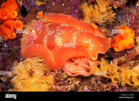 A Spanish Dancer Nudibranch Hexabranchus Sanguineas Here Pictured