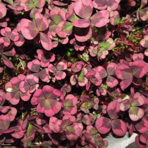 Trefoil Trifolium Repens 4 Luck® Red Green
