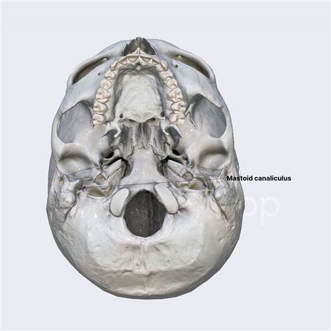 Mastoid Canaliculus Arnolds Canal Anatomyapp