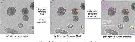 Segmentanything Helps Microscopy Images Based Automatic And
