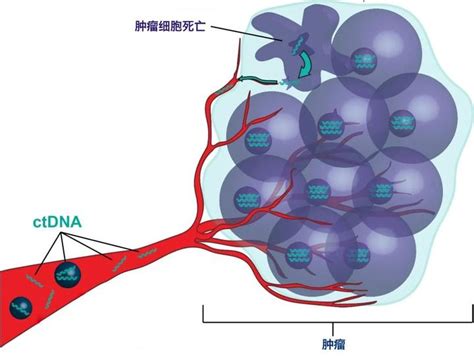 奥拉帕尼对转移性去势难治性前列腺癌和经循环肿瘤dna检测发现的brca1、brca2或atm改变患者的疗效 知乎