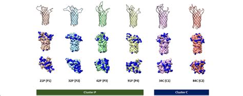 Surface Structures Of The Predicted Ompa Proteins Predicted Structures
