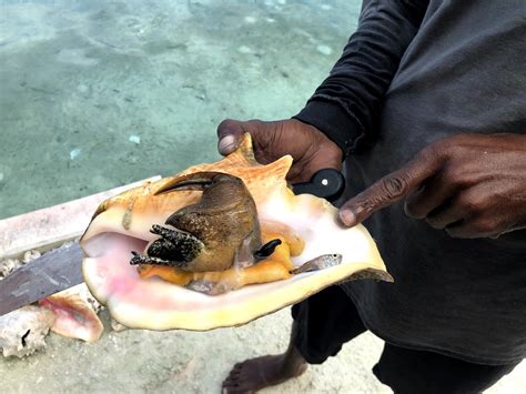 Belize Conch Season October 1 June 30 Belize Adventure