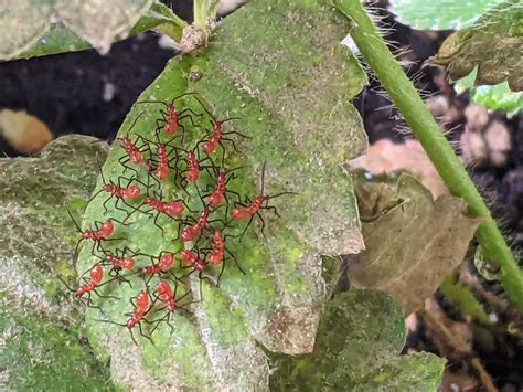What Are These Bugs On My Strawberry Plant Rgardening