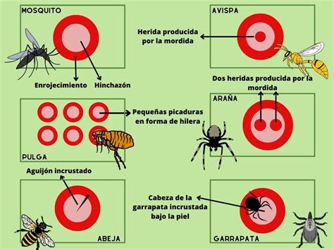 Tipos De Picaduras De Insectos