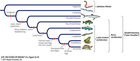 Vertebrates And Invertebrates Tree Scientific Classification All Day