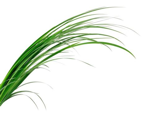 Green Grass Leaves Premium Photo