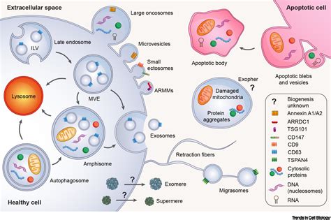 The Complexity Of Current Research On Extracellular Vesicles And