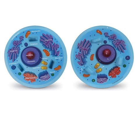 Модел на животинска клетка напречно сечение Learning Resources Vivre