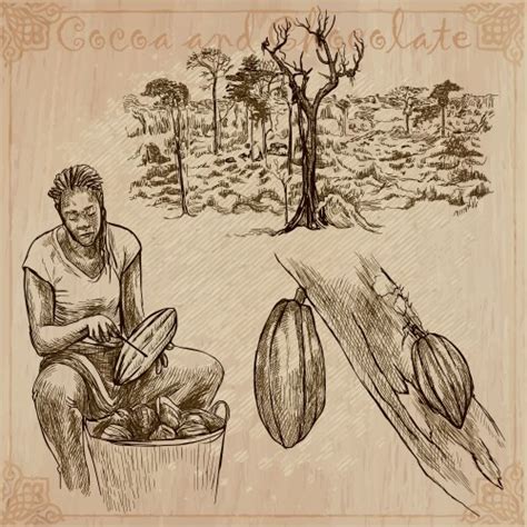 Cocoa Harvesting And Processing Agriculture Vector Image