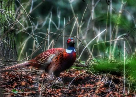 Premium Photo Close Up Of Pheasant In Grass