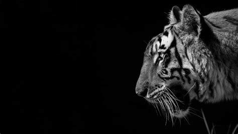 Welcome To The Data Backup And Recovery Jungle