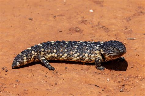 Australian Shingleback Lizard Stock Image Image Of Basking Bobtail