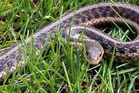 როგორ ამოვიცნოთ შხამიანი გველი სპეციალისტის განმარტება Metronome Ge