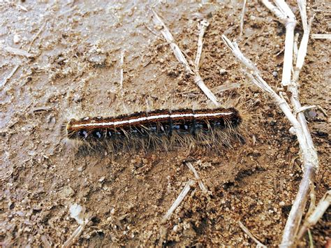 Images Gratuites Feuille Faune Vert Insecte La Biologie Punaise