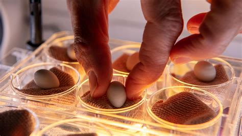 Evolution Earth The Zebra Finches Battle To Survive Twin Cities Pbs