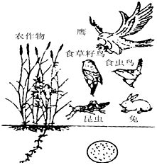 如图是草原生态系统中的一部分生物 请据图回答． 1 图中生产者是农作物 消费者是昆虫 分解者是细菌 真菌． 2 作为一个完整的生态系统 除了