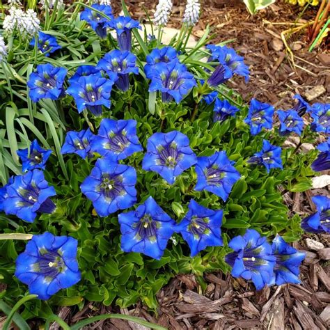 10 Gorgeous Blue Shade Perennials For Every Garden Design