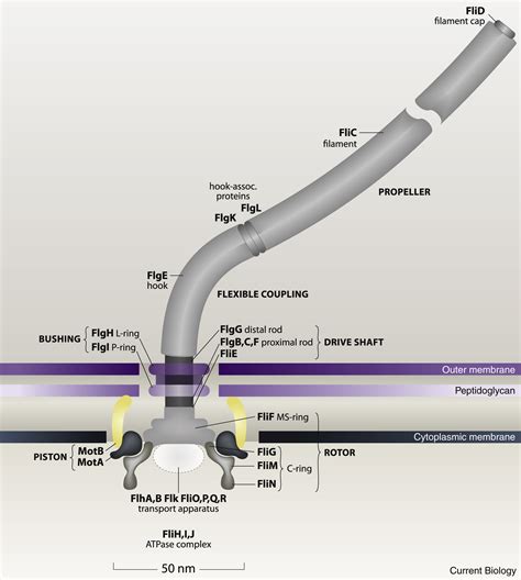 Bacterial Flagellar Motor Current Biology