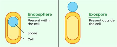 Difference Between Endospore And Exospore Geeksforgeeks
