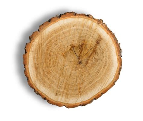 Premium Photo Log Cross Section