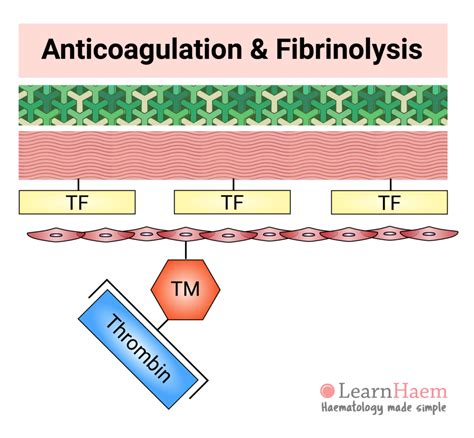 Normal Haemostasis Learnhaem Haematology Made Simple