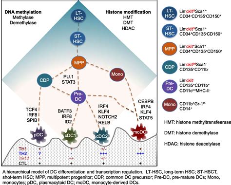 Epigenetic Regulation Of Dendritic Cell Development And Func The