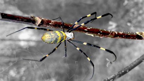 Parachuting Joro Spiders Expected To Spread Across Florida Southeast