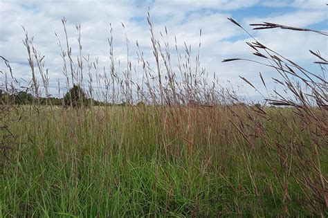 Big Bluestem Oklahoma State University