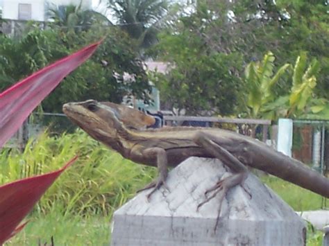 Lizard In Belize Belizedragonfly