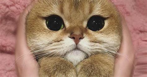 Squeesh Album On Imgur