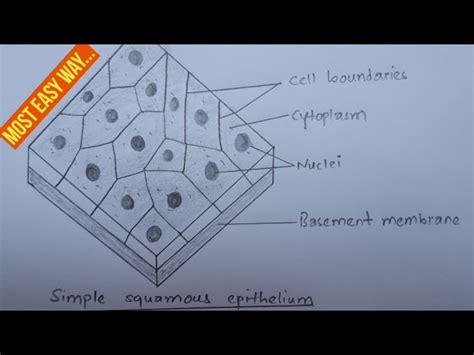 Simple Squamous Epithelium Diagram Simple Squamous Epitheliu