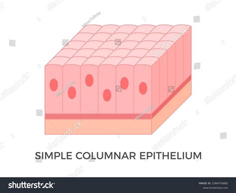 Simple Columnar Epithelial Tissue