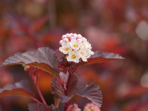 Physocarpus Ginger Wine® Pleasant View Gardens