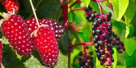 A Comprehensive Guide To Berry Identification Know What Youre Picking