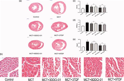 A Representative Heart Cross‐section Staining Scale Bar 2000 µm