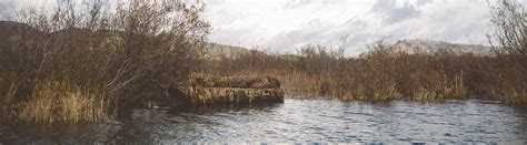 Blind Grass Tanglefree Shop