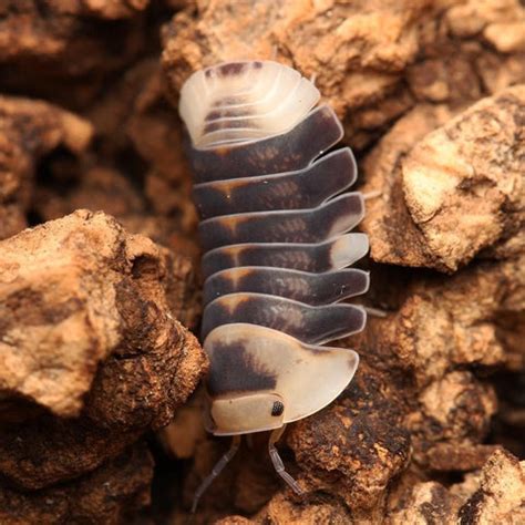 Cubaris Sp White Ducky Tropical Isopods