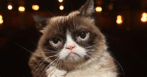 Ngordh Macja Legjendë E Meme Ve Lifestyle