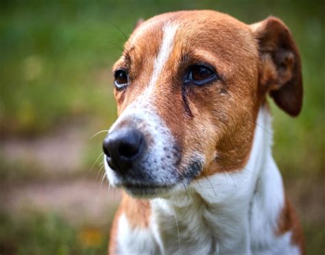5 Common Dog Eye Discharge Types Explained