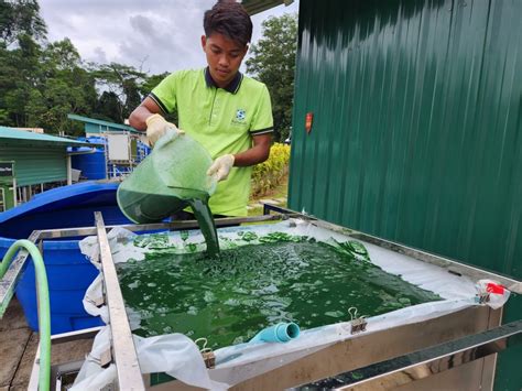 Premier Sarawak Plans To Upscale Microalgae Cultivation