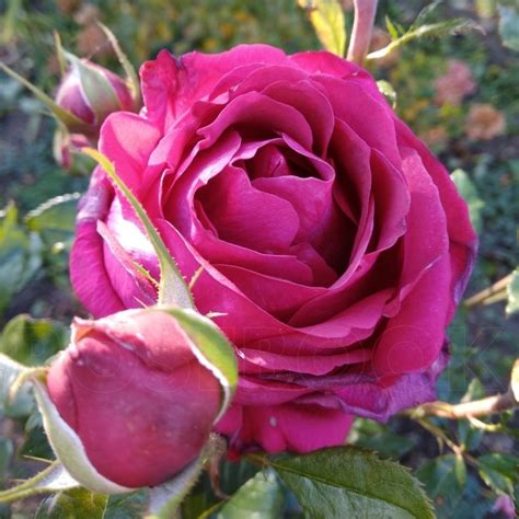 Купить Режис Маркон Regis Marcon Садовый центр Садовод г Тольятти