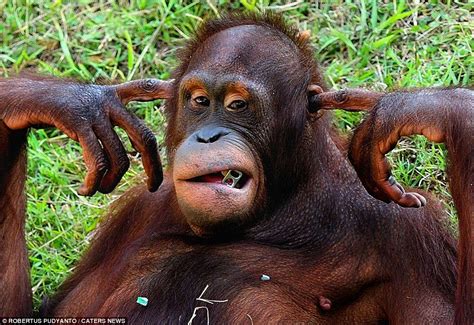 Hilarious Images Capture Animals Pulling Funny Faces Funny Animals