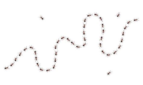 810 Ant Hill Drawings Stock Illustrations Royalty Free Vector