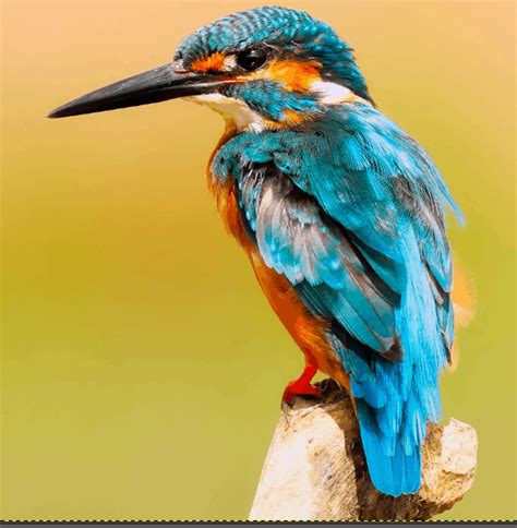 How To Use Scissors Select Tool In GIMP Better Tech Tips